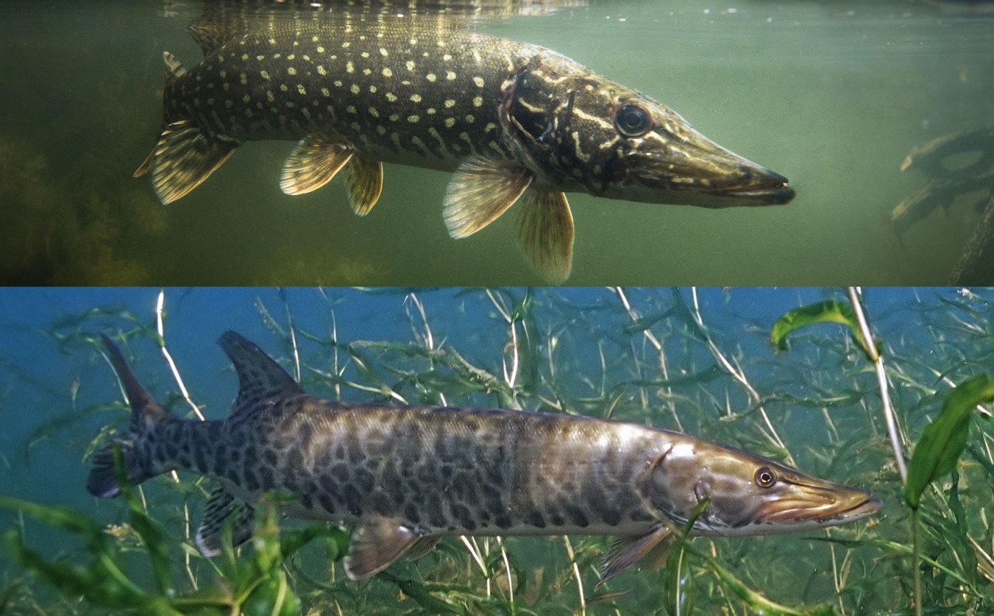 Muskie vs Pike: An Angler's Guide | Outdoor Life