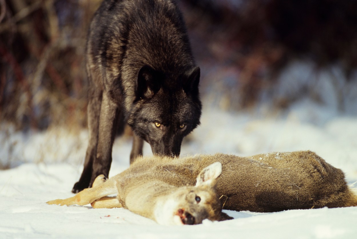 5 Close Calls from Wolf Country | Outdoor Life