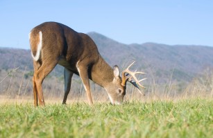 What Do Deer Eat? Almost Anything, But These 80+ Foods Are Their Favorites