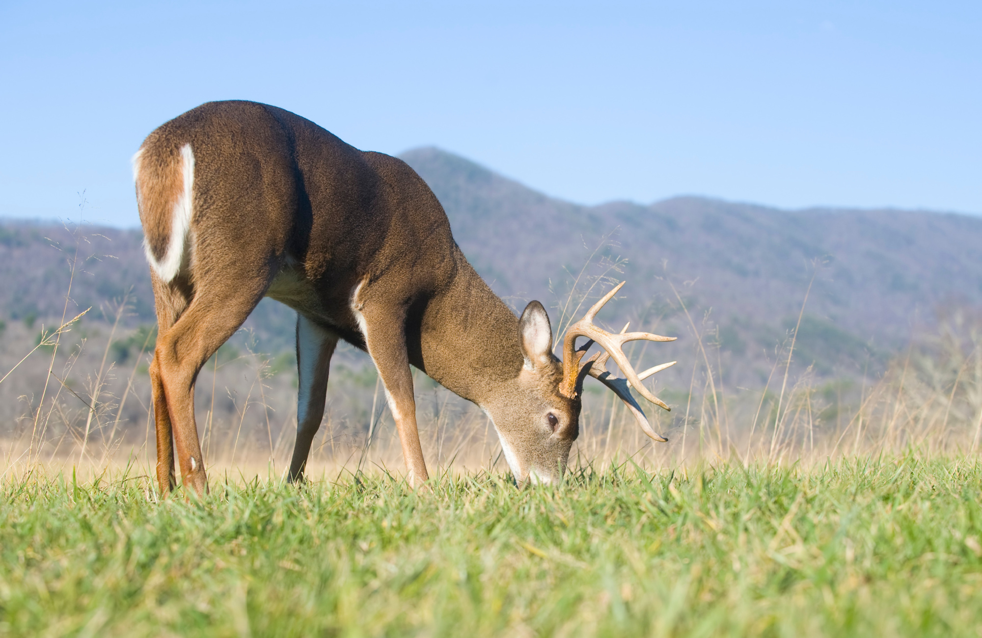 What Do Deer Eat? | Outdoor Life