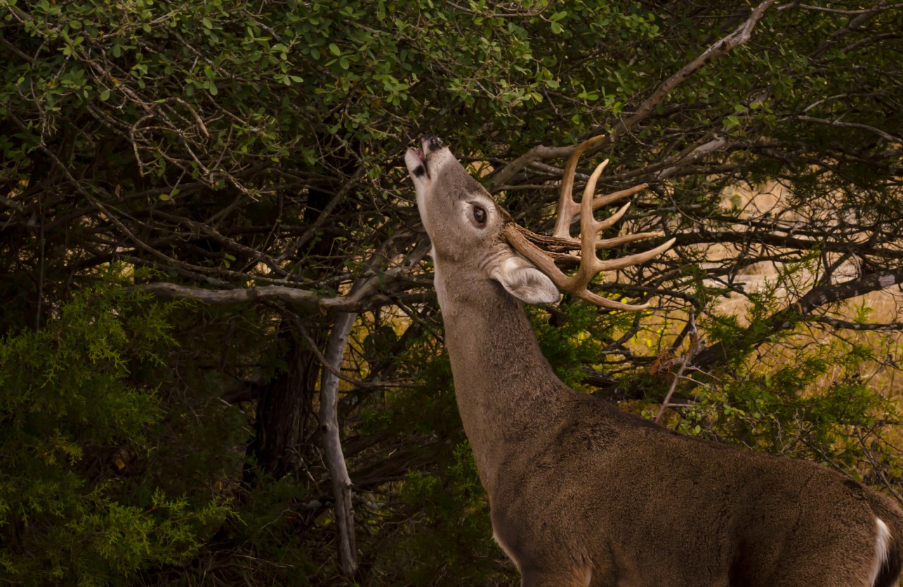 What Do Deer Eat? Almost Anything, But These 80+ Foods Are Their Favorites