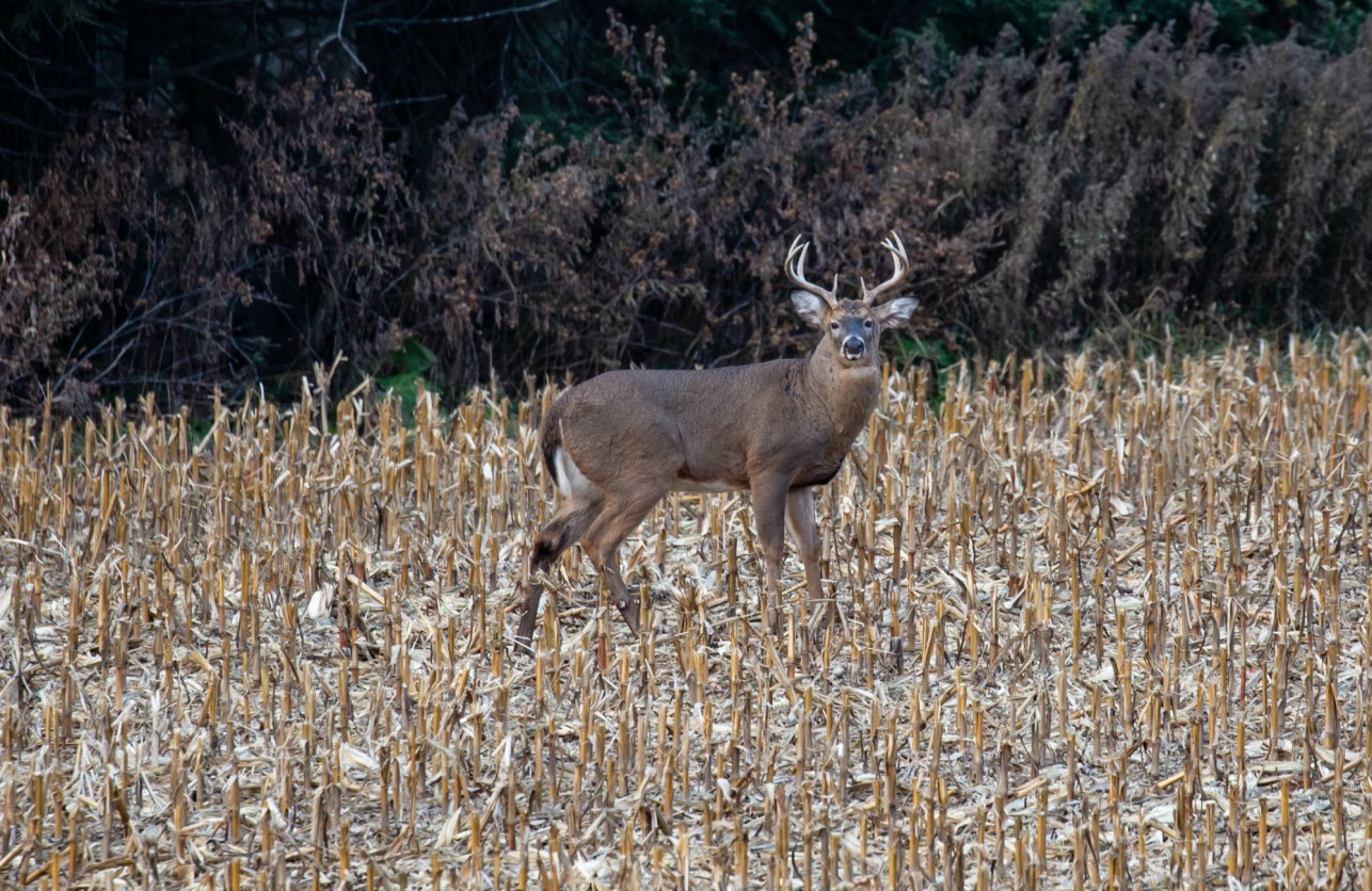 What Do Deer Eat? Almost Anything, But These 80+ Foods Are Their Favorites