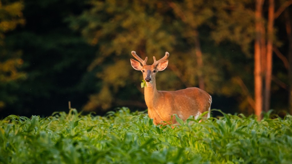 What Do Deer Eat? Almost Anything, But These 80+ Foods Are Their Favorites