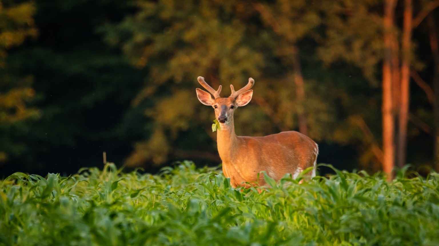 What Do Deer Eat? Almost Anything, But These 80+ Foods Are Their Favorites