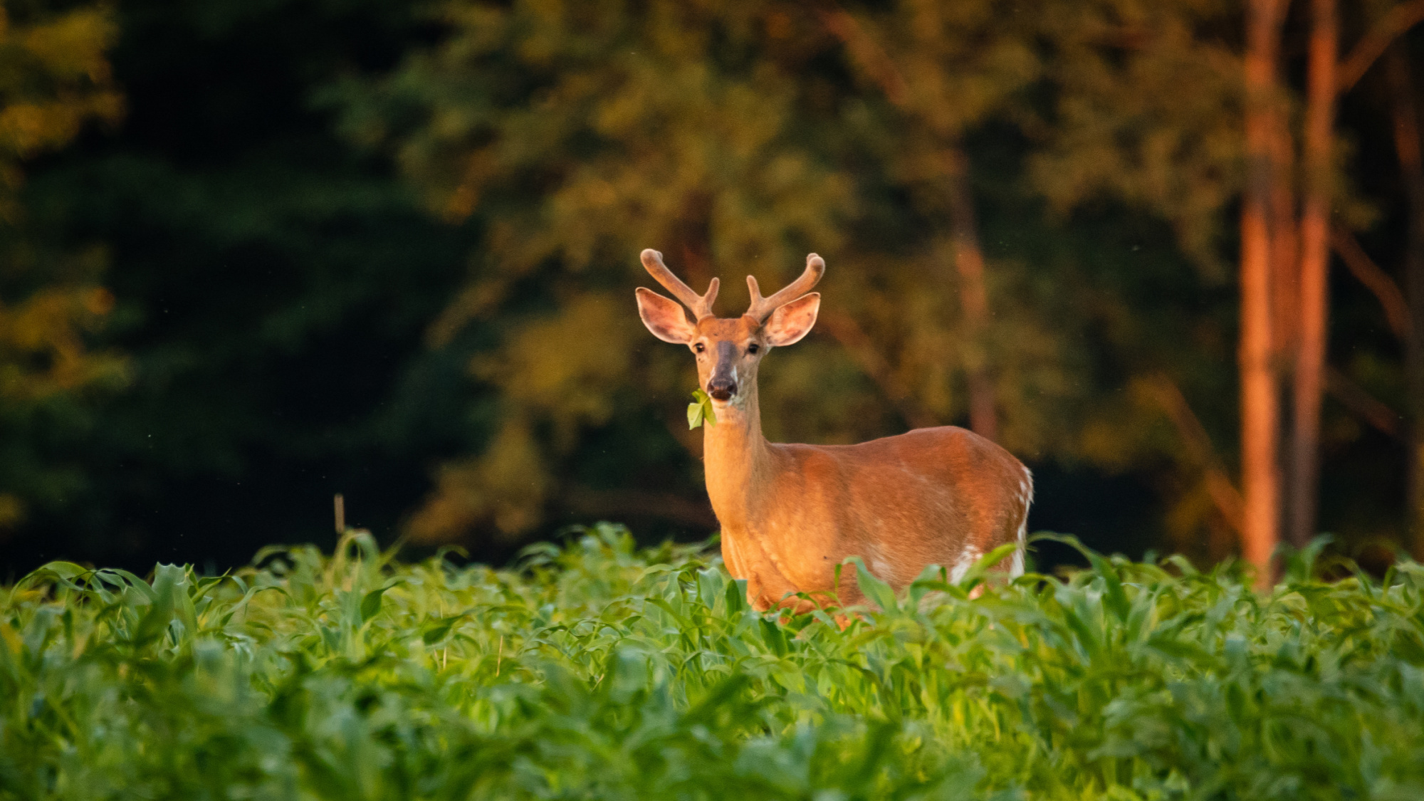 What Do Deer Eat? | Outdoor Life