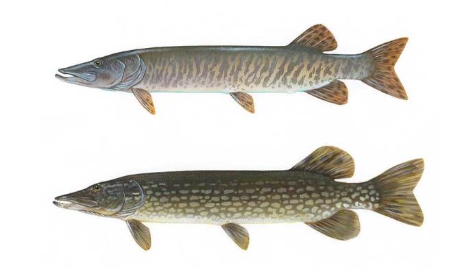 Muskie vs Pike: An Angler's Guide | Outdoor Life