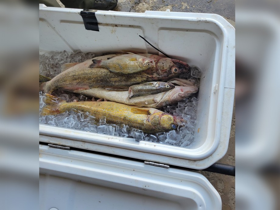 10 Early Ice Fishing Walleye Tactics That Will Put You on the Bite
