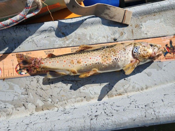 Fat Rainbow Trout Shatters Maryland State Record | Outdoor Life