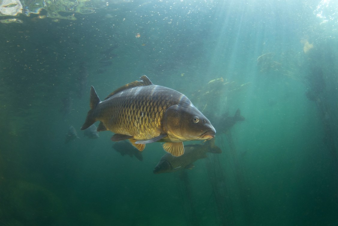 Can You Eat Carp? | Outdoor Life