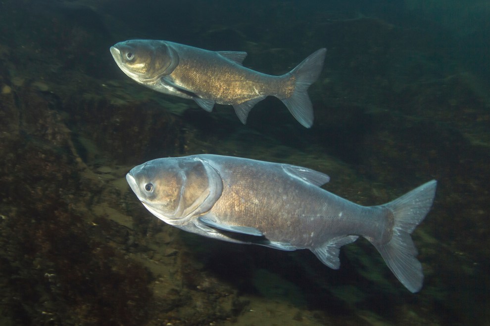 Can You Eat Carp? | Outdoor Life
