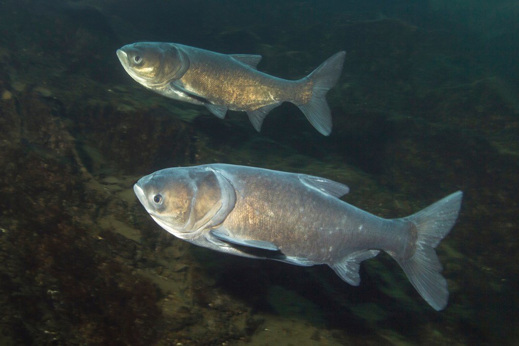Can You Eat Carp? | Outdoor Life