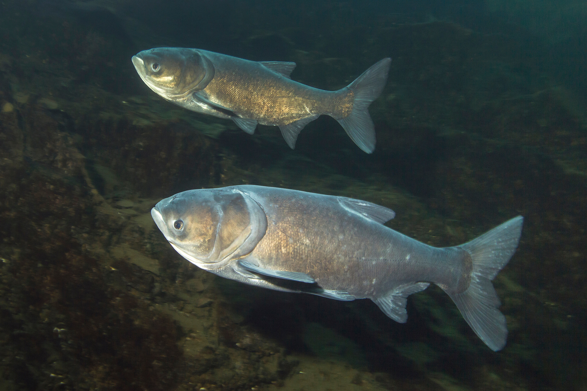 Can You Eat Carp? | Outdoor Life