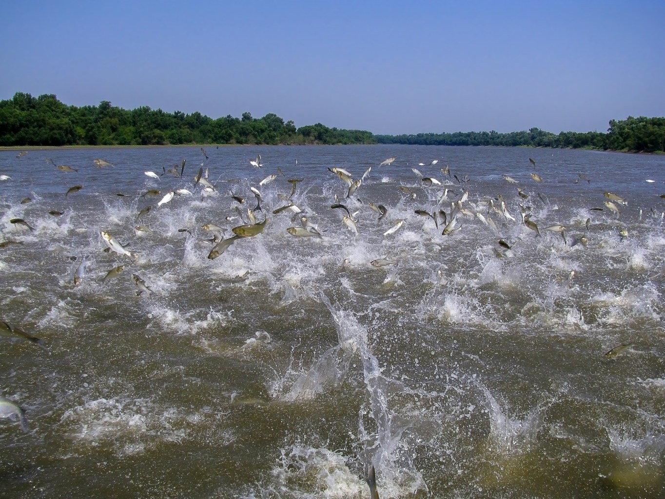 Can You Eat Carp? | Outdoor Life