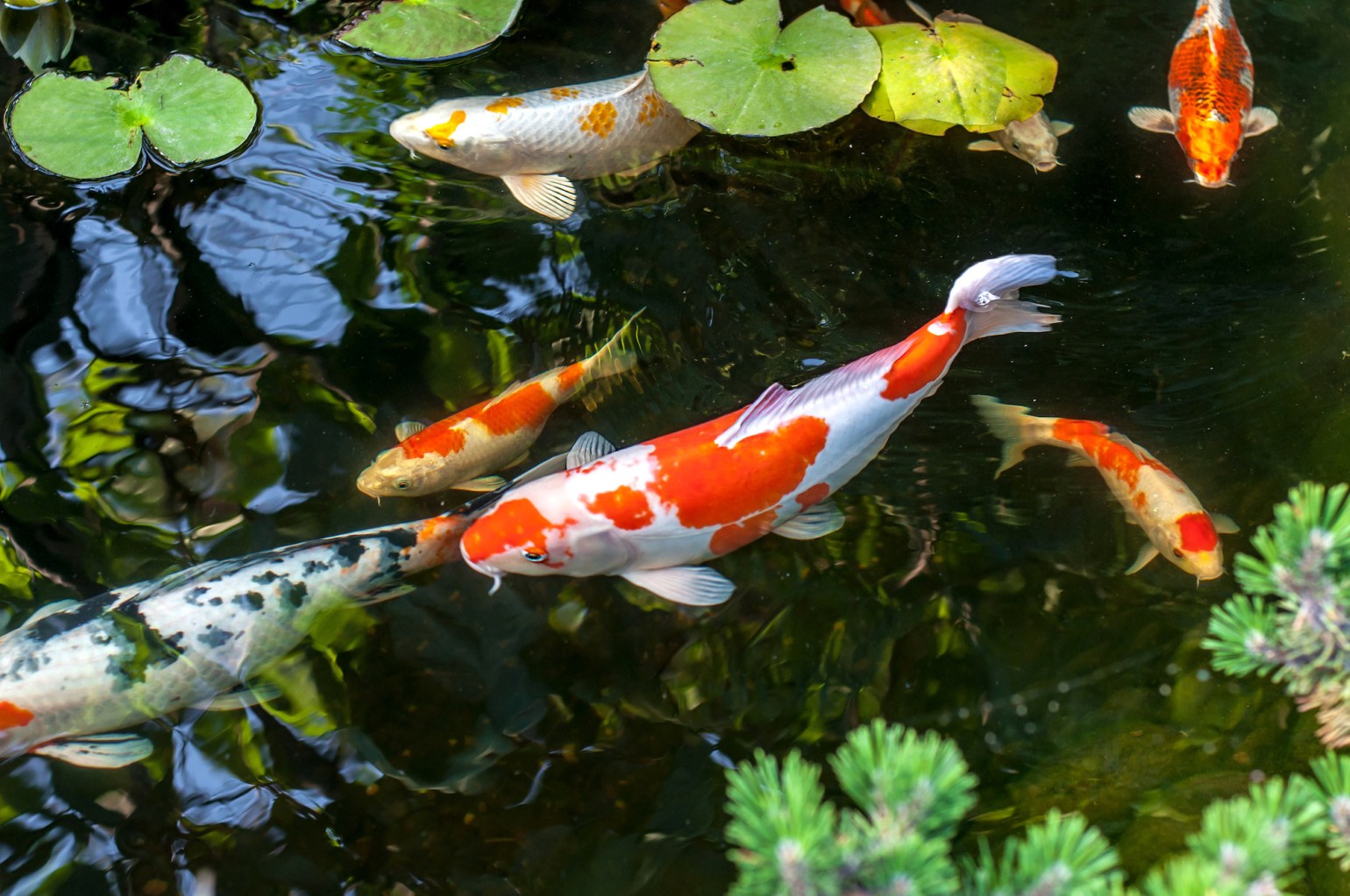 Can You Eat Carp? | Outdoor Life