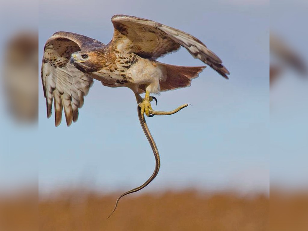 Animal Attacks | Outdoor Life