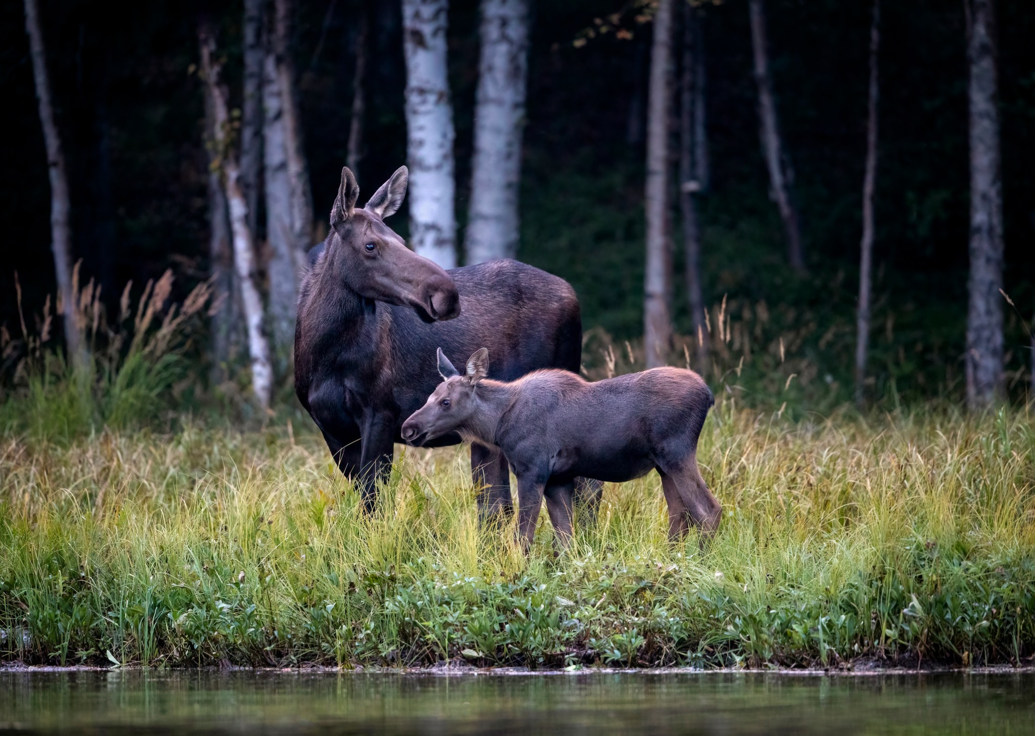 How Big Is a Moose? | Outdoor Life