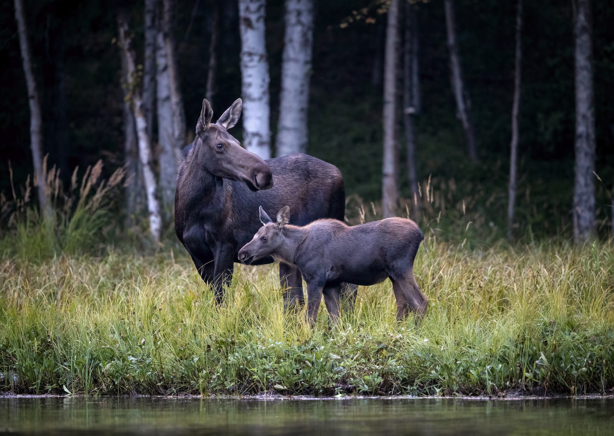 How Big Is a Moose? | Outdoor Life
