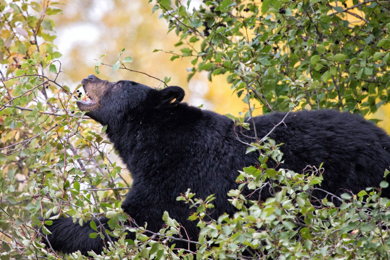 What Do Black Bears Eat? These 50+ Favorite Foods
