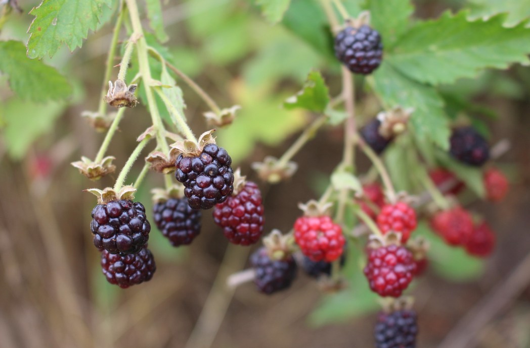 What Do Black Bears Eat? These 50+ Favorite Foods