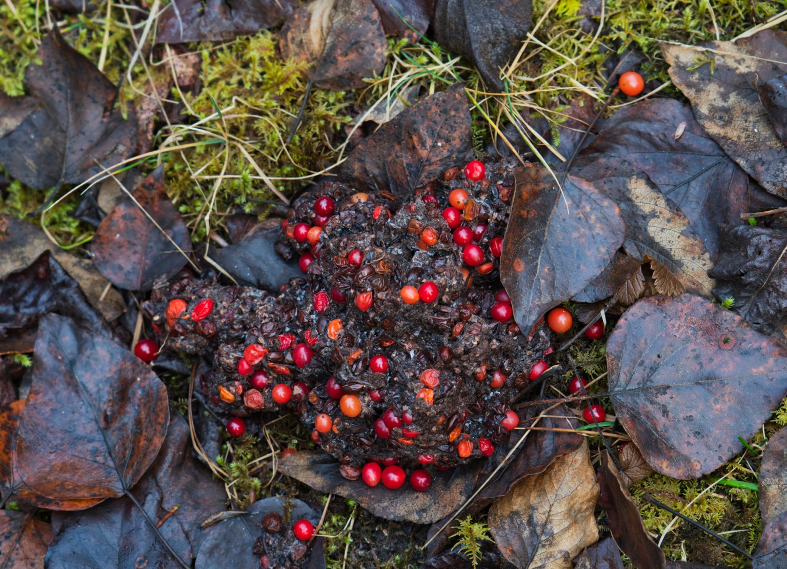 What Do Black Bears Eat? These 50+ Favorite Foods