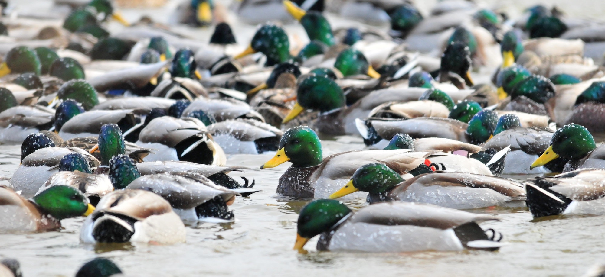 Mallards San Eitilt Mallard Duck Identification, Behaviour,
