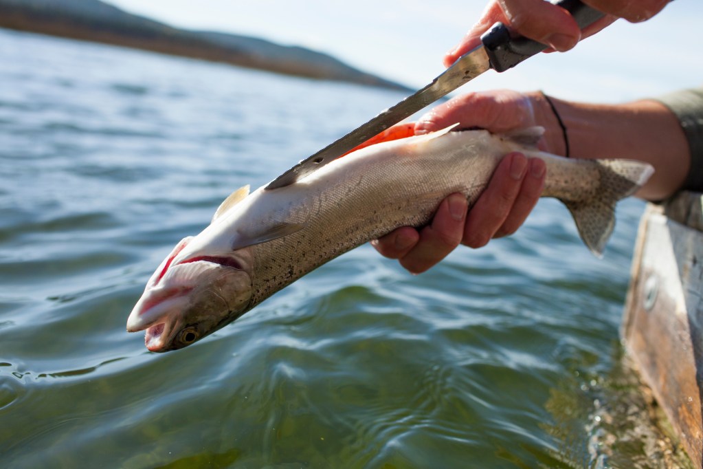 How to Cook Trout Outside | Outdoor Life