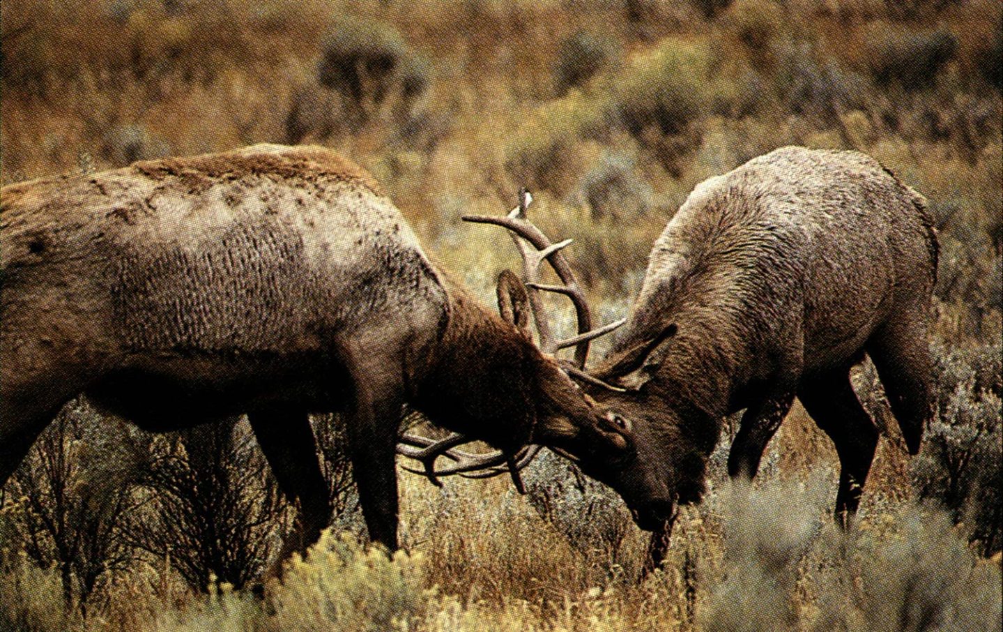 Breaking the Rules to Kill a Bull Elk, from the Archives | Outdoor Life