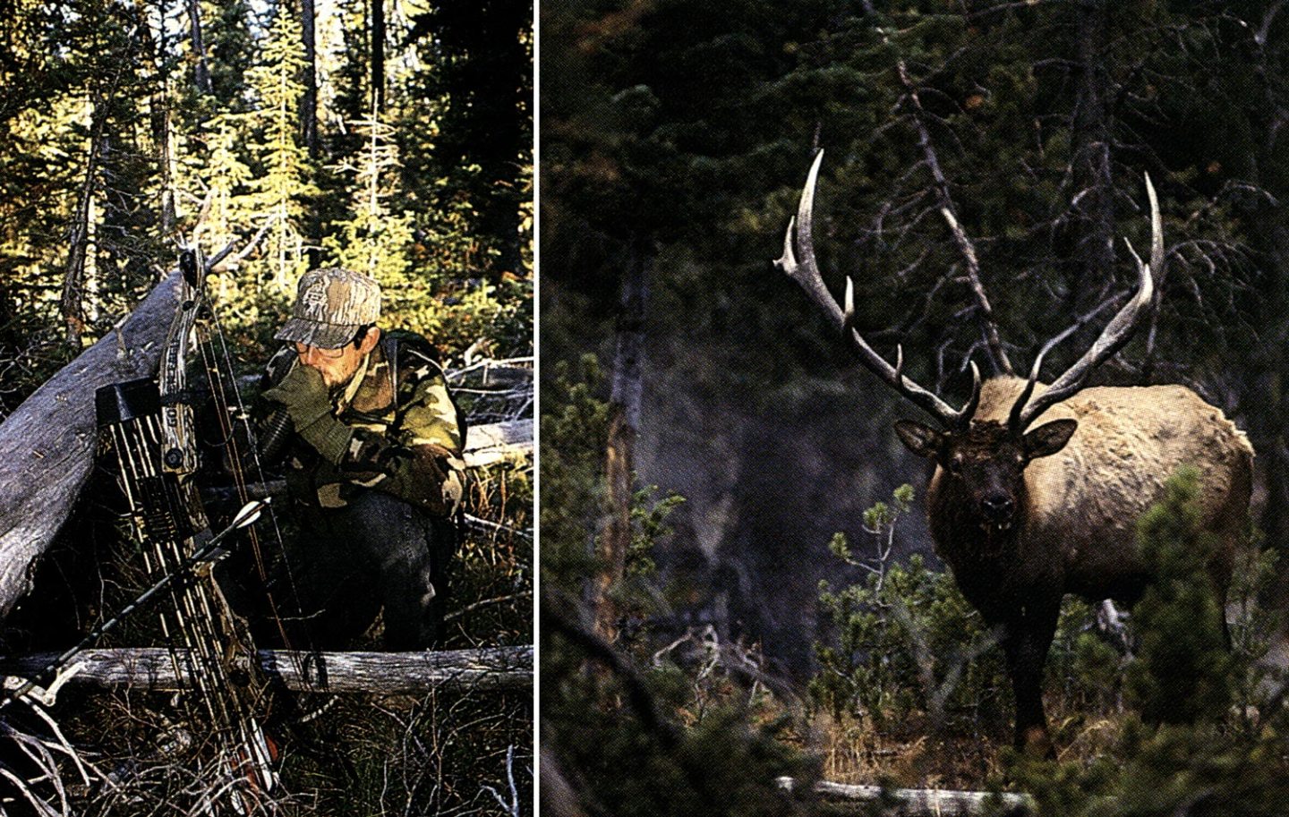 Breaking the Rules to Kill a Bull Elk, from the Archives | Outdoor Life