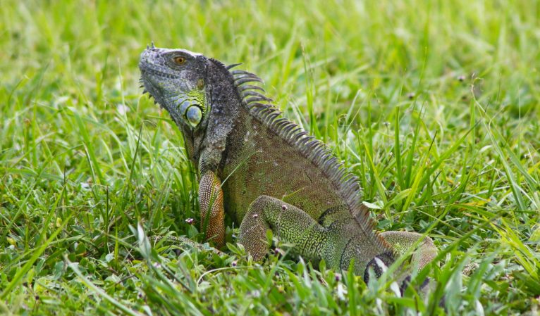 Dog-Sized Lizards are Taking Over in the Southern U.S.
