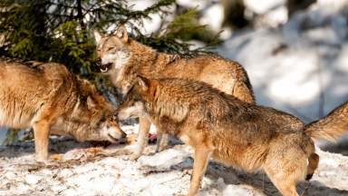 What Do Wolves Eat? | Outdoor Life