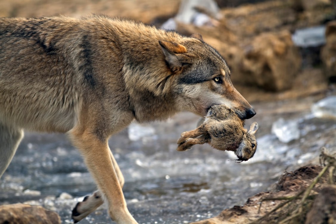 What Do Wolves Eat? | Outdoor Life