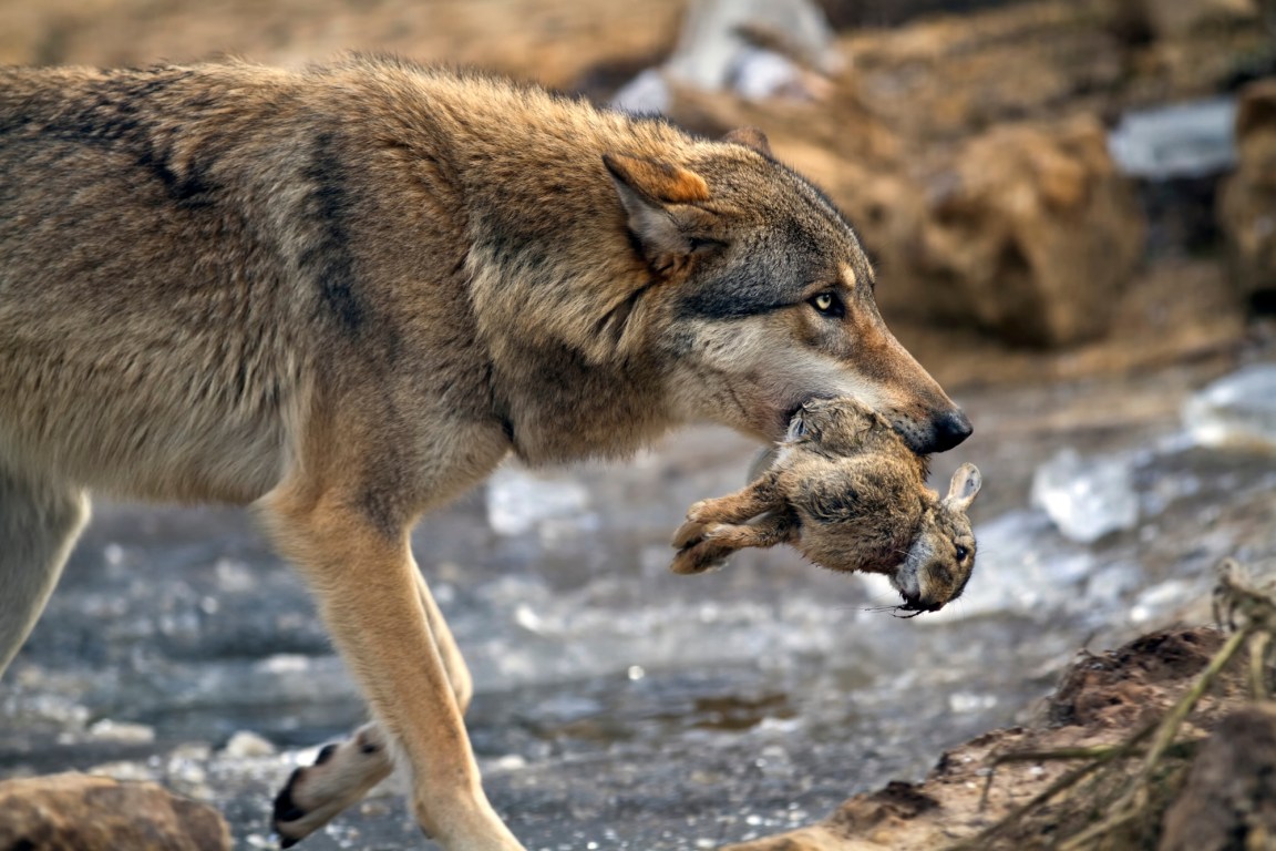 What Do Wolves Eat? | Outdoor Life