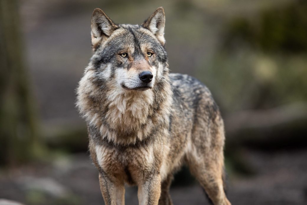 Wolf vs. Coyote | Outdoor Life
