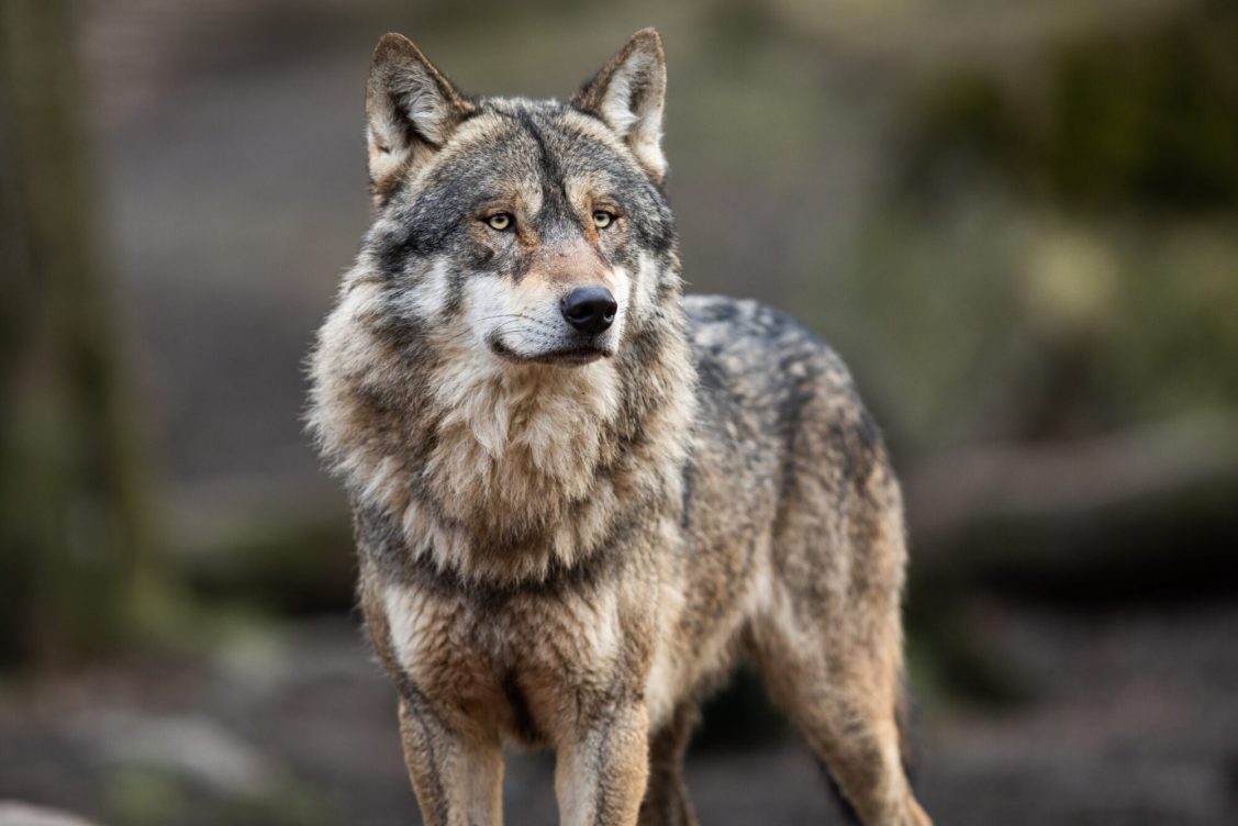 Wolf vs. Coyote | Outdoor Life