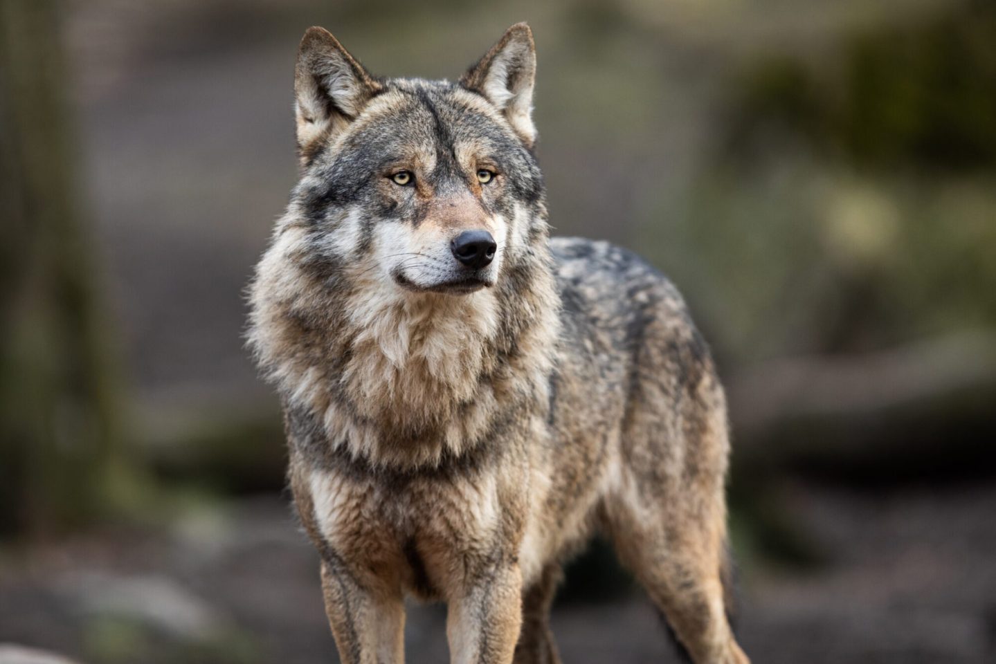 Wolf vs. Coyote | Outdoor Life