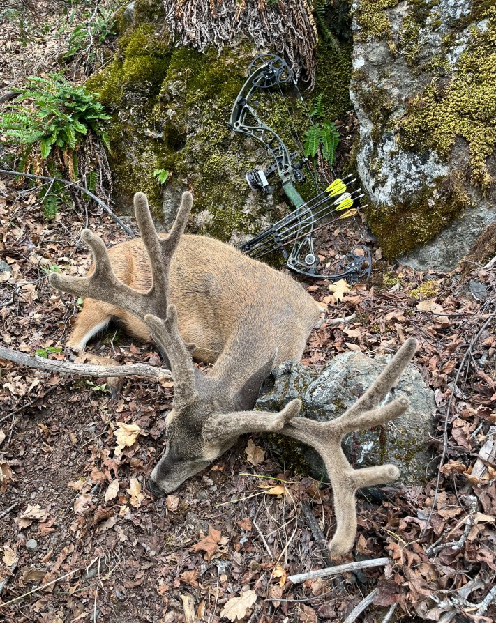 Bowhunter Tags Giant Velvet Blacktail After Hunting It for Three Years ...