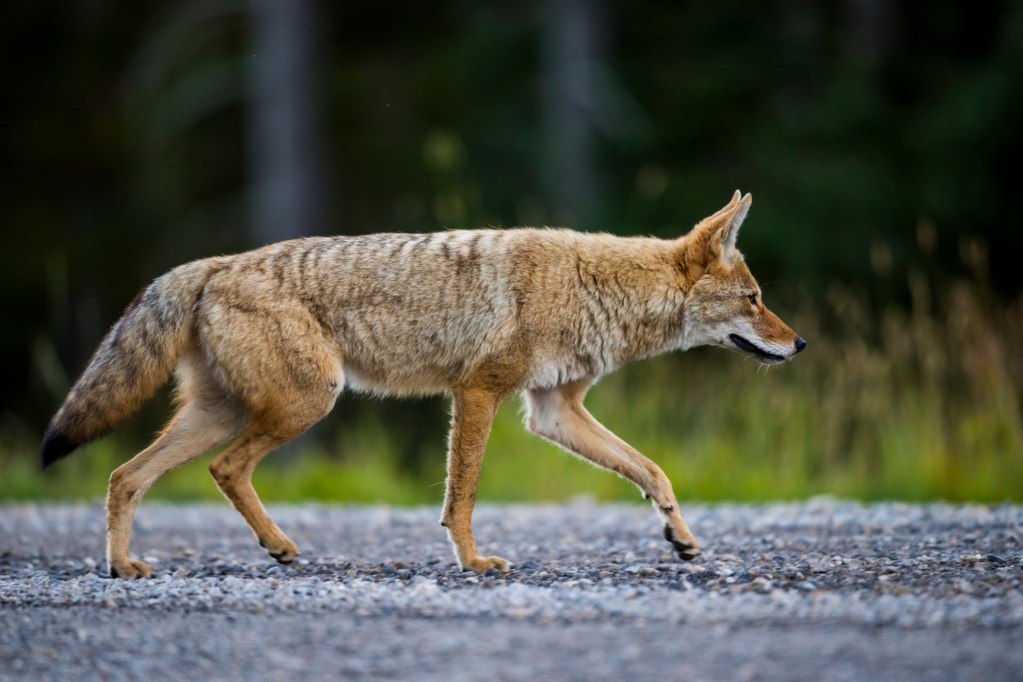 Wolf vs. Coyote | Outdoor Life
