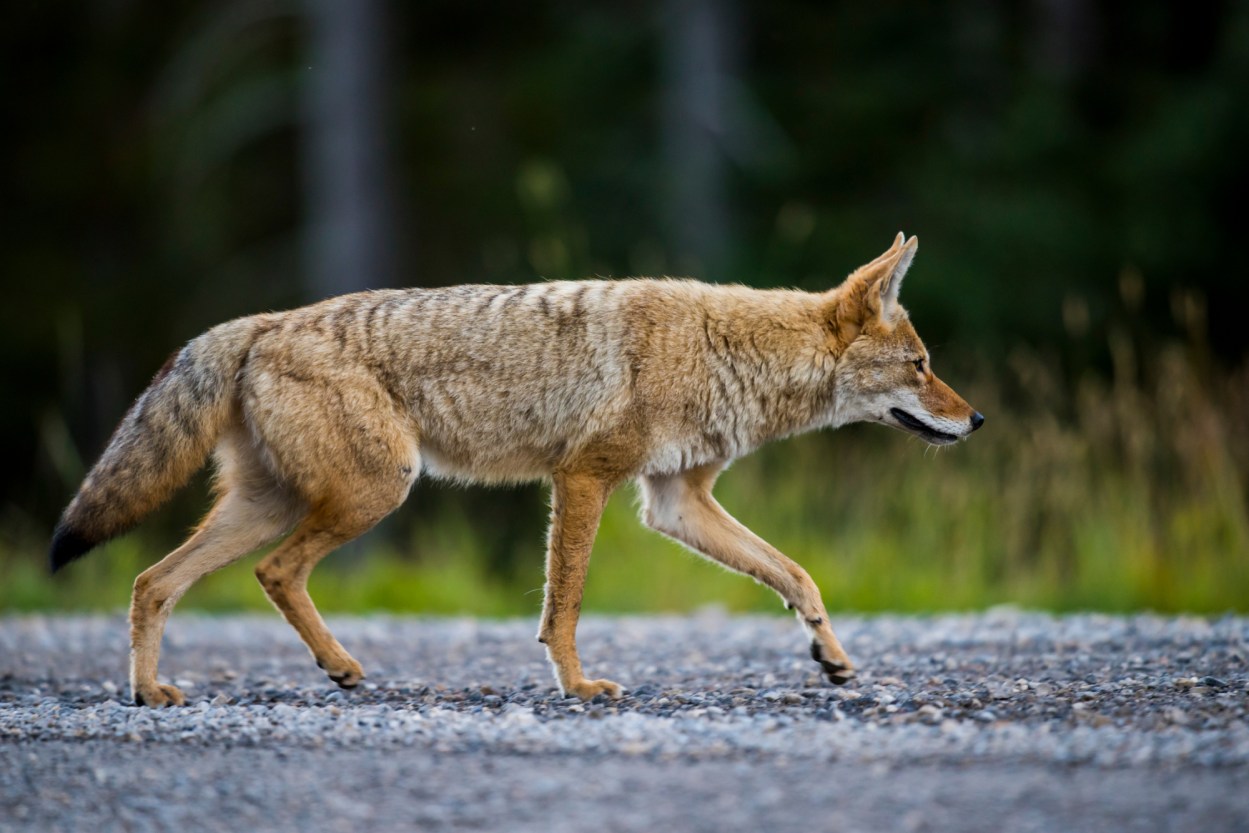 Wolf vs. Coyote | Outdoor Life
