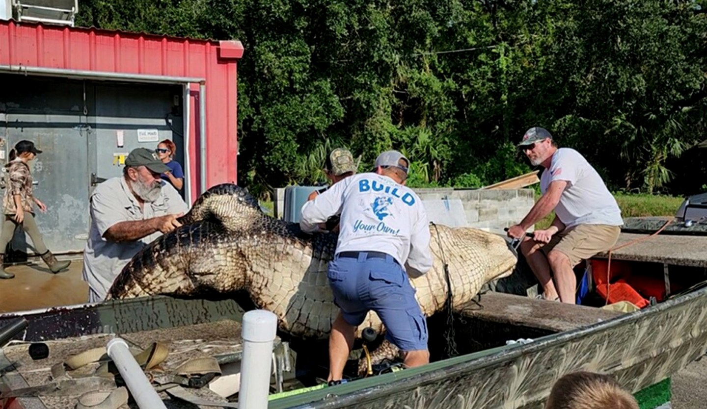 900-Pound Gator the Second Heaviest Ever Tagged in Florida | Outdoor Life