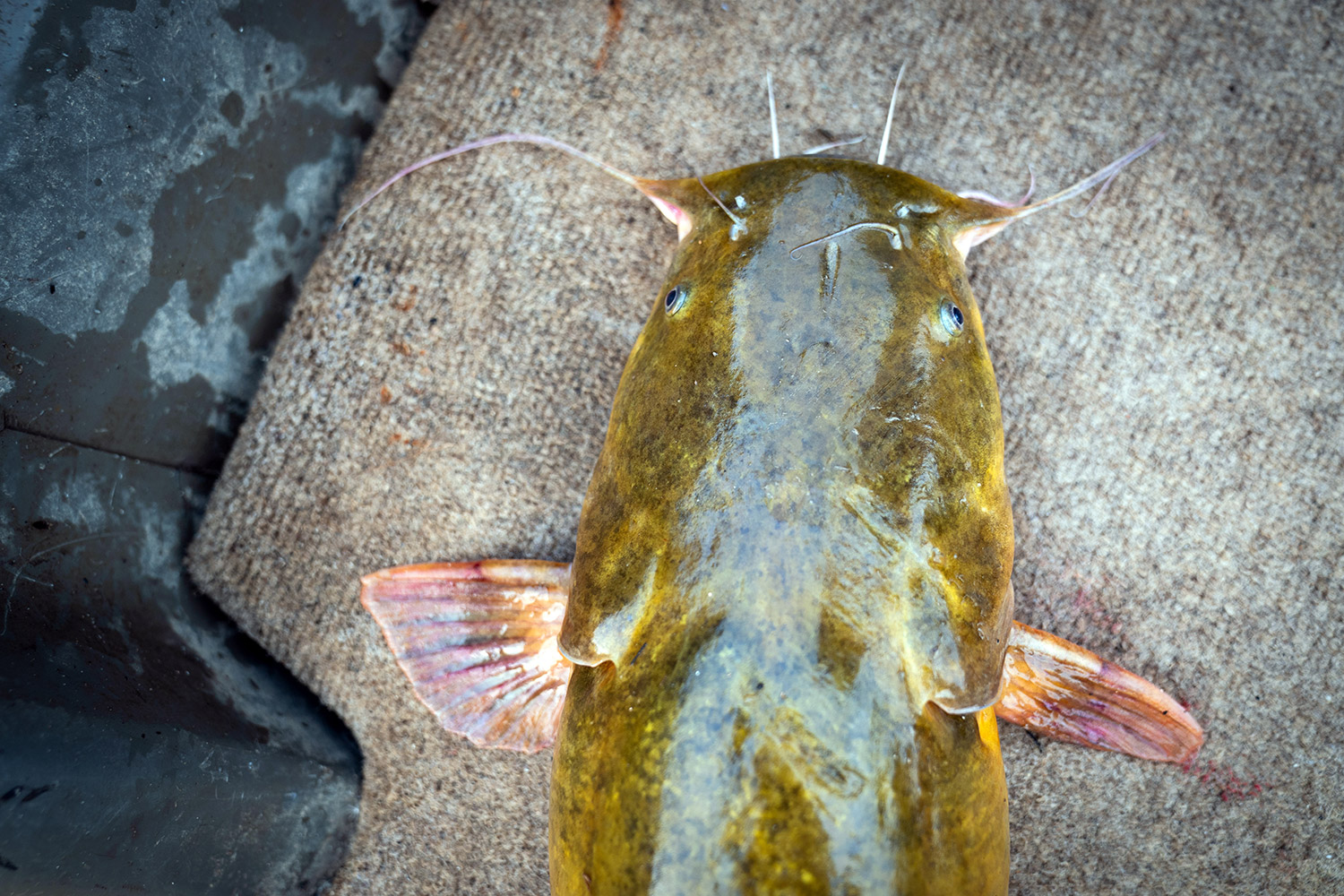 The Master Catfish Trotliners of the White River | Outdoor Life
