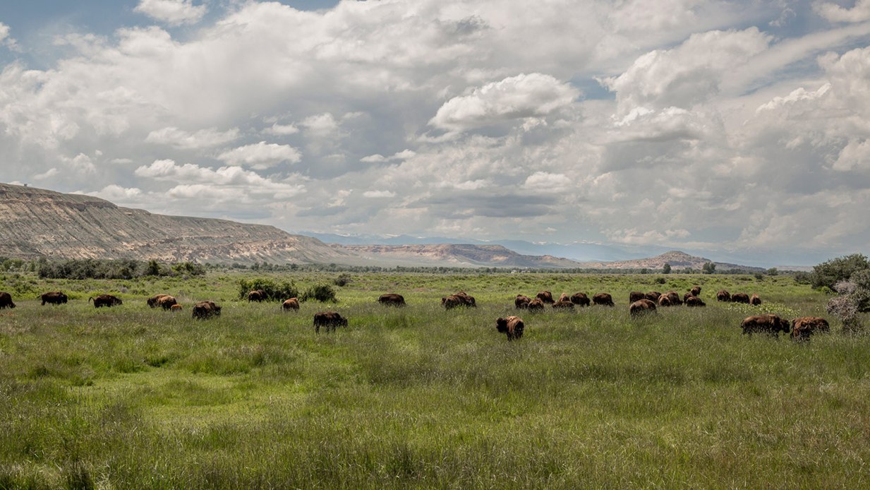 The Buffalo Revivers of the Wind River Reservation | Outdoor Life