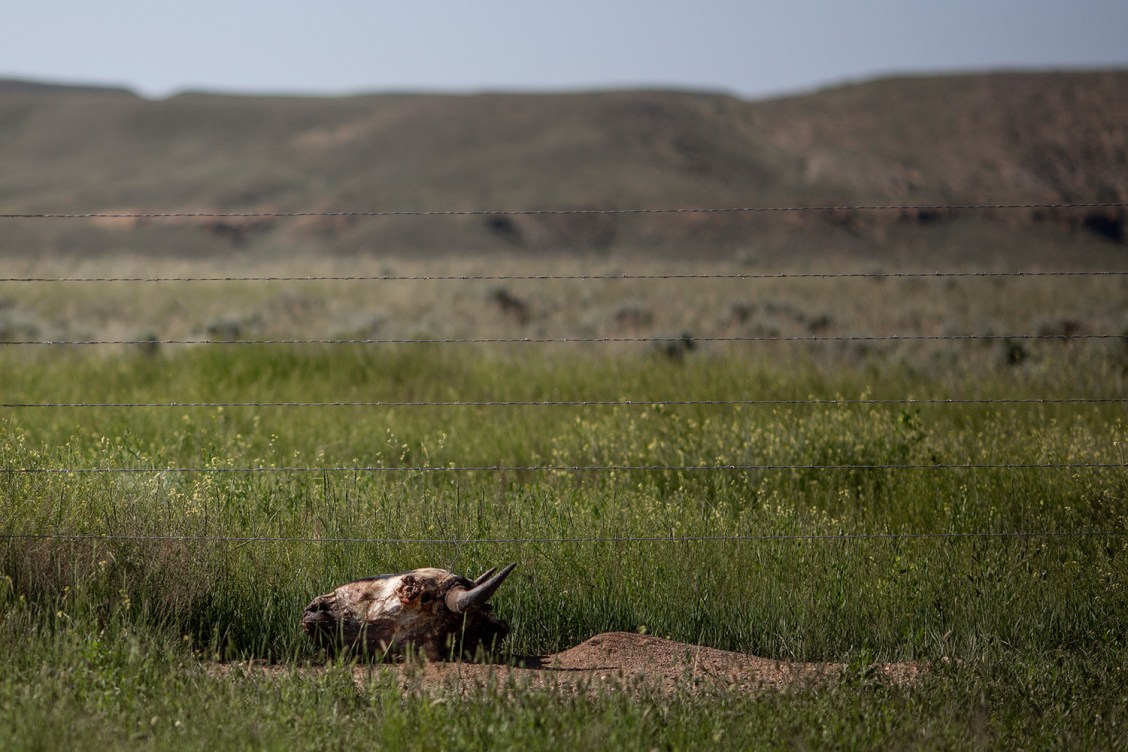 The Buffalo Revivers of the Wind River Reservation | Outdoor Life