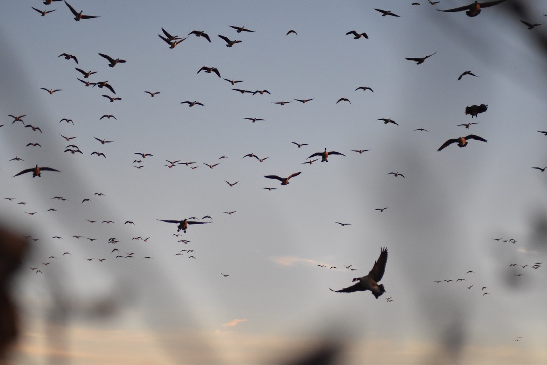 Goose Hunting Tips and Tactics | Outdoor Life