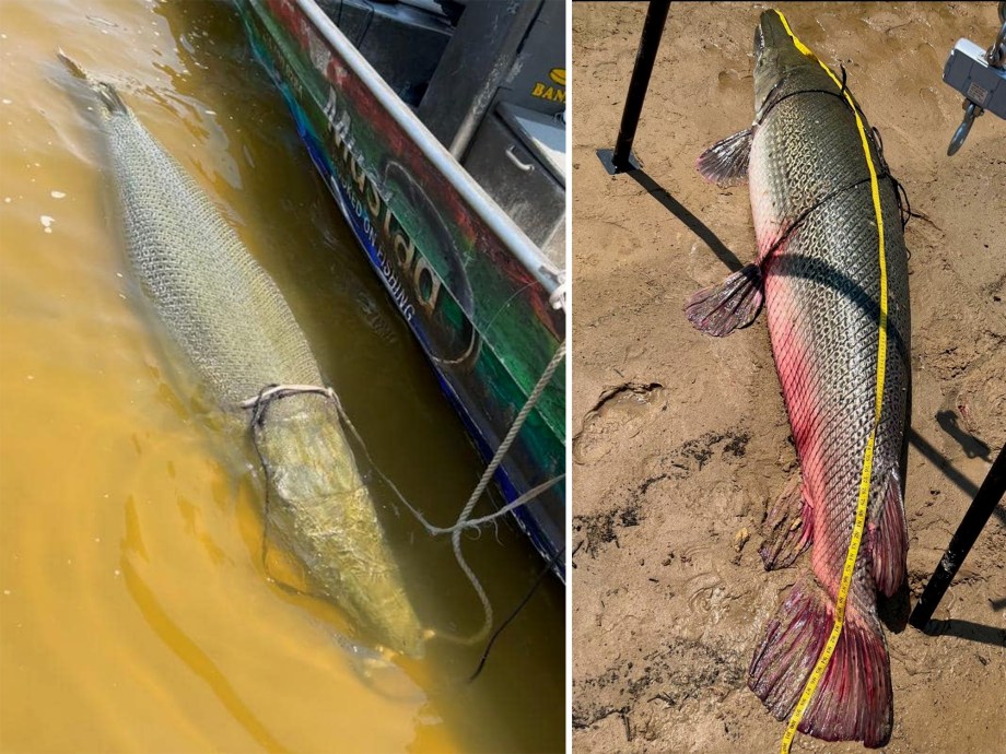Nearly 300-Pound Alligator Gar Should Break World Record | Outdoor Life