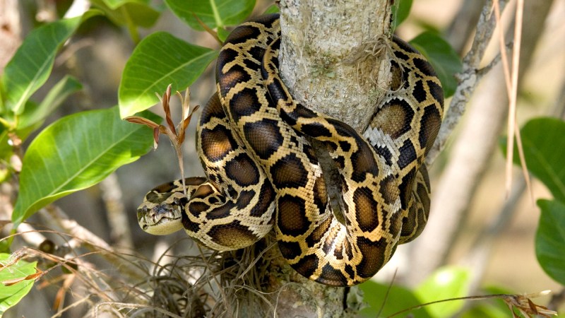 Invasive Burmese Pythons Could Move as Far North as Canada | Outdoor Life
