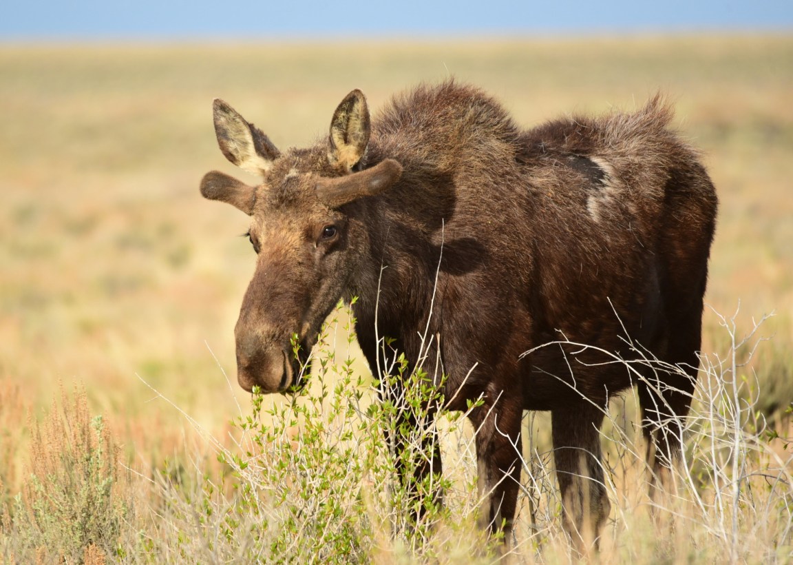 What Do Moose Eat? | Outdoor Life