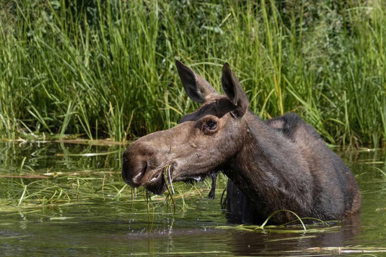 What Do Moose Eat? | Outdoor Life