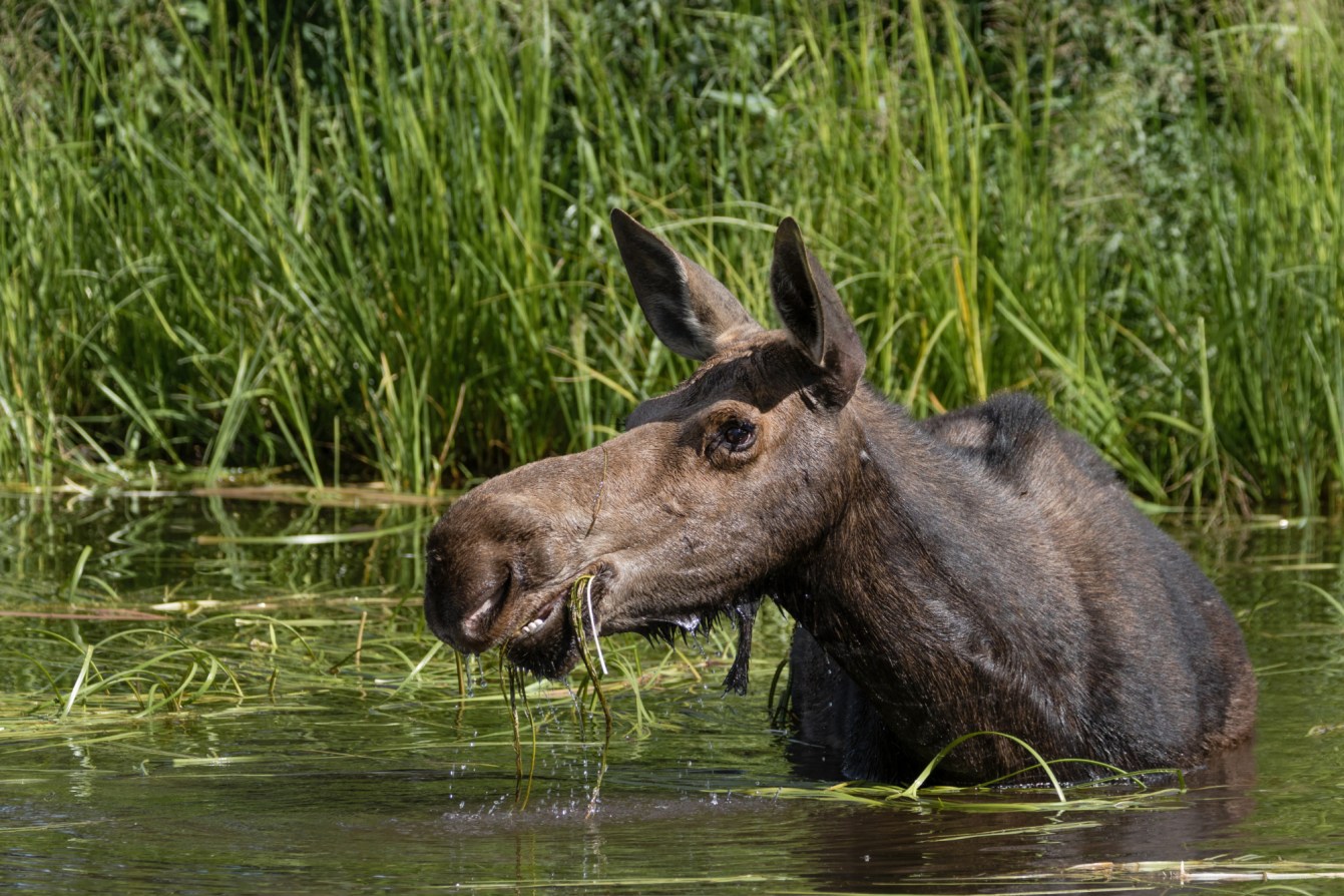 What Do Moose Eat? | Outdoor Life