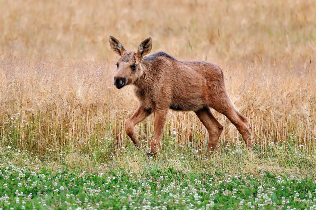 What Do Moose Eat? | Outdoor Life