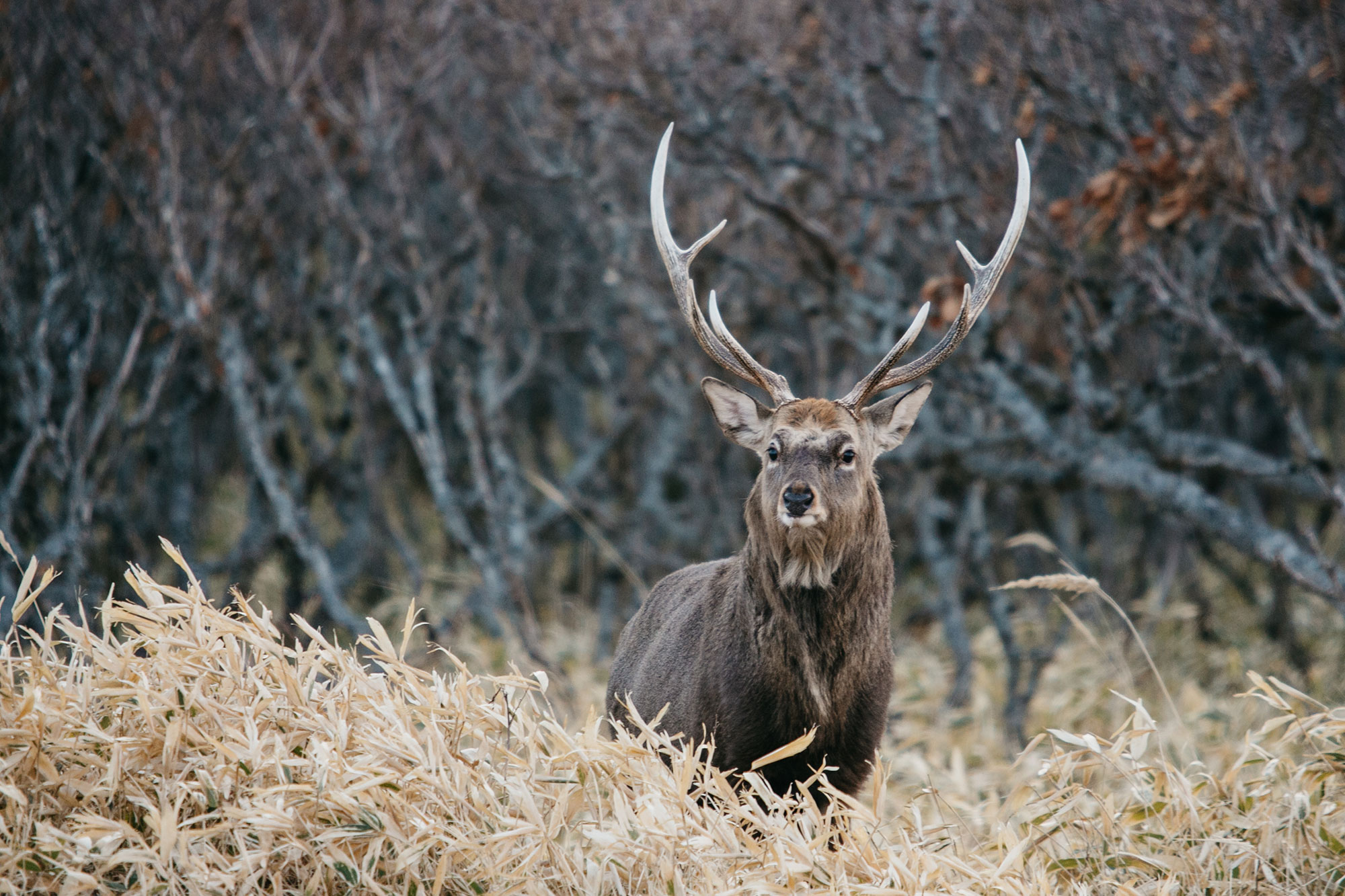 The 10 Best Tasting Exotic Game Animals | Outdoor Life